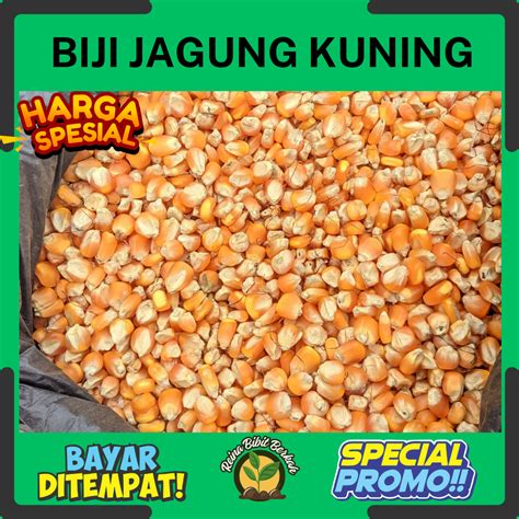 Jual Benih Biji Jagung Kuning Siap Tanam 500 Biji Shopee Indonesia