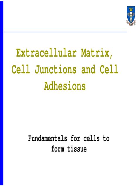Lecture 4 Extracellular Matrix Junction Adhesion Pdf Extracellular Matrix Cell Adhesion