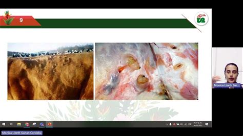 Hypoderma Bovis Youtube