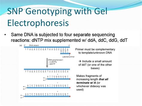 Ppt The Genomics Laboratory Powerpoint Presentation Free Download Id 1605939