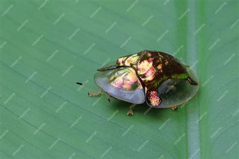Free Photo Aspidimorpha Sanctaecrucis Insec Isolated On Green Leaves