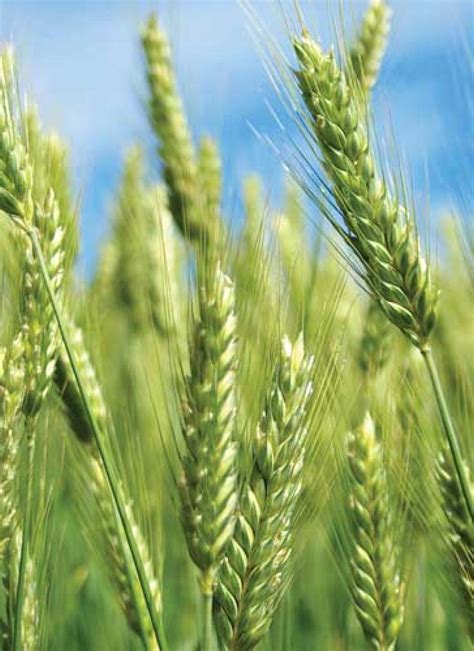 Durentis® Insecticide Fmc Ag New Zealand