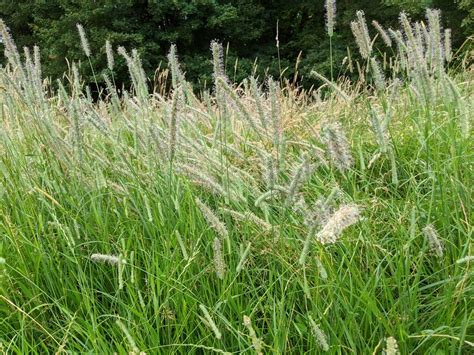Bermuda Grass Allergy Symptoms Treatment And Foods To Avoid Frontier