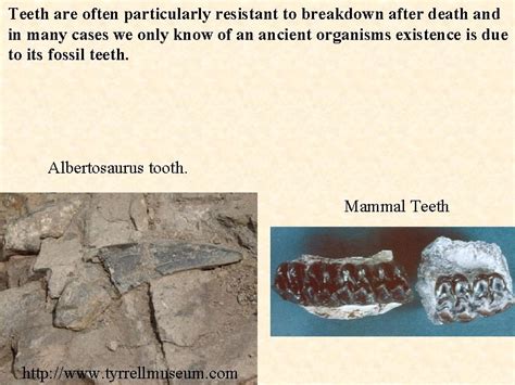 Fossils Defined Types Of Fossils Fossilization Mass Extinctions