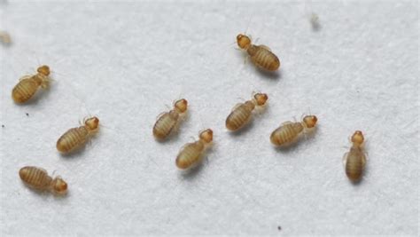 Booklice Singapore How To Get Rid Wipeout Pest Control Services
