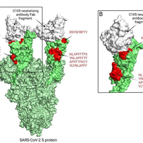 3d Structure Of Sars Cov 2 Omicron S Protein Ace2 Complex Pdb 7t9k Download Scientific