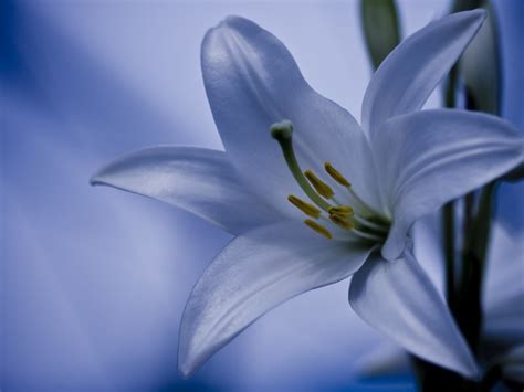 List Of Poisonous White Flowers Flora Fauna Fun