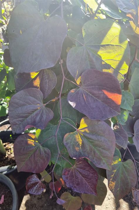Cercis Ruby Falls Pbr Weeping Redbud 20 Pot Hello Hello Plants