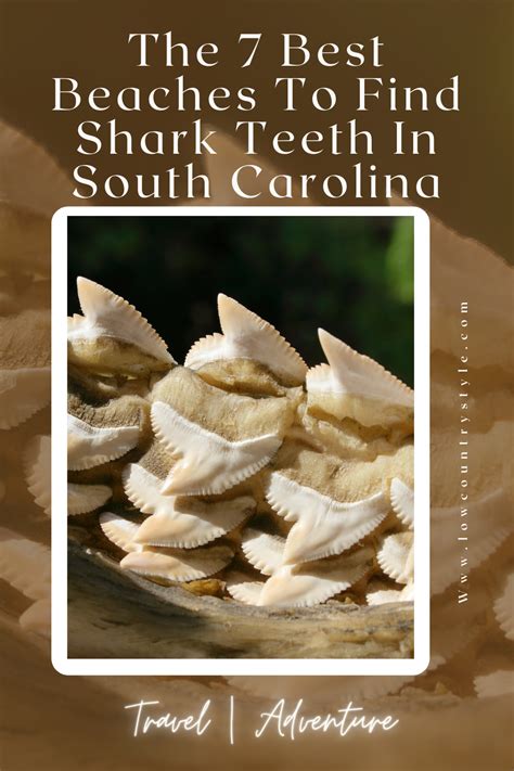 The 7 Best Beaches To Find Shark Teeth In South Carolina South