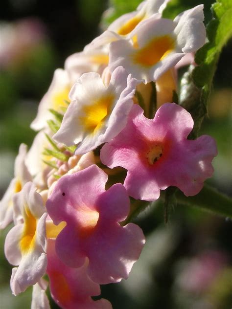 ランタナ 2014 秋 新ぼちぼち植物などを