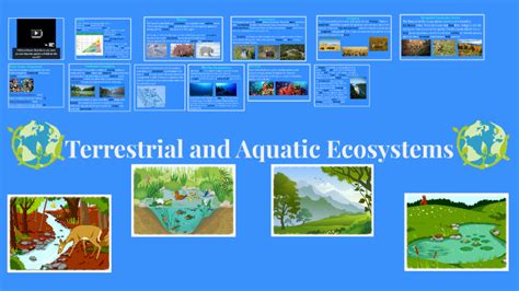 Terrestrial And Aquatic Ecosystems By Emily Salmini On Prezi
