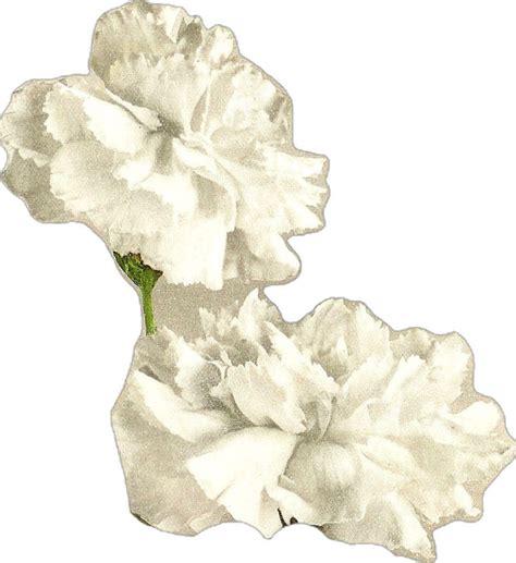 White Carnations Art Print