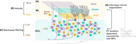 Frontiers Increased Understanding Of Complex Neuronal Circuits In The Cerebellar Cortex