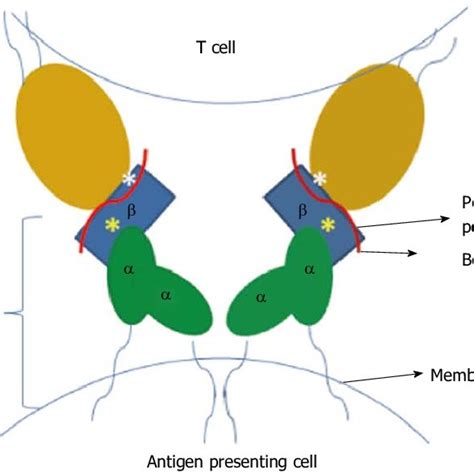 Possible Model Illustrating The Single Nucleotide Polymorphic Regions