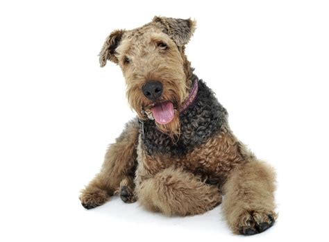 11 Airedale Terrier Mixes And Reasons Why Such Puppies Are Getting