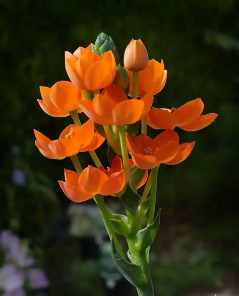 Ornithogalum Star Of Bethlehem A To Z Flowers