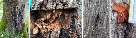 Bleeding Cankers Of Broadleaf Hosts A External Canker Symptoms Of Download Scientific