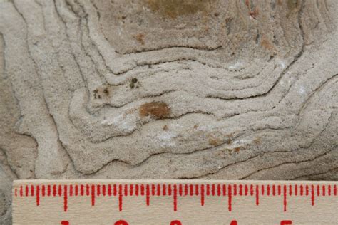 Michigan Fossil Fossil ID The Fossil Forum