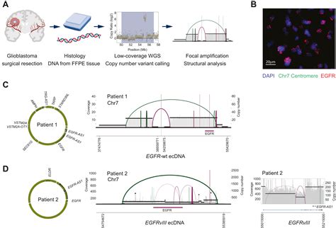 Oncogenic Extrachromosomal Dna Identification Using Whole Genome Sequencing From Formalin Fixed