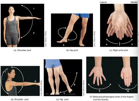 Angular Joint Movements Of Abduction Adduction And Circumduction