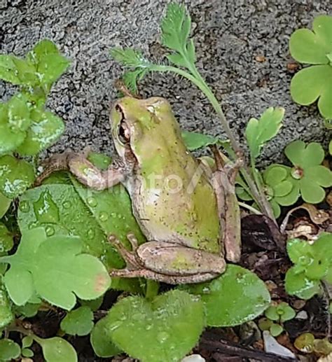 ニホンアマガエル No 29506345｜写真素材なら「写真ac」無料（フリー）ダウンロードok