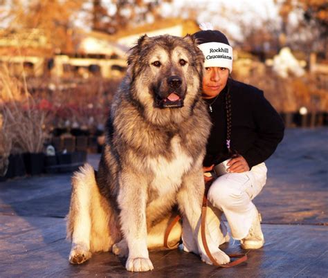 Самая большая овчарка 74 фото