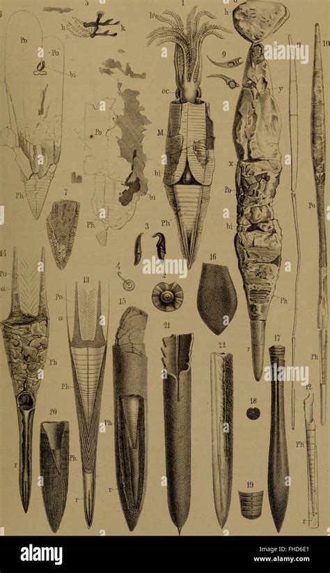 The Classes And Orders Of Mollusks Malacozoa Scientifically