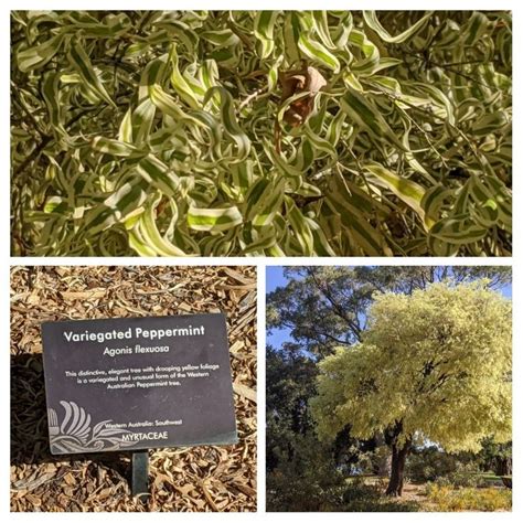 Variegated Peppermint Tree Beautiful Tree For Your Garden