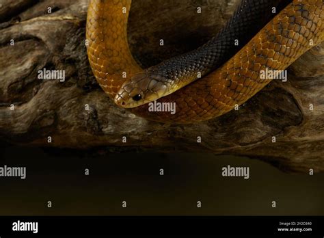 A Snake Is Curled On A Tree Branch Its Body Tightly Wound Around The Wood The Natural Setting