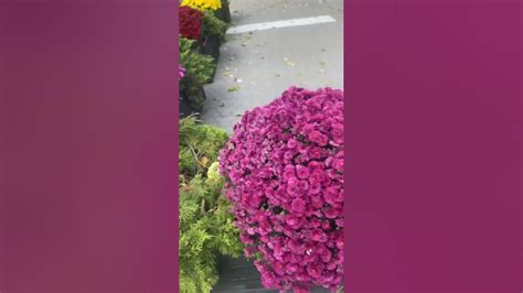 Цветы улица Youtube