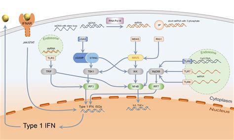Frontiers Type I Interferon Induction In Cutaneous DNA Damage Syndromes