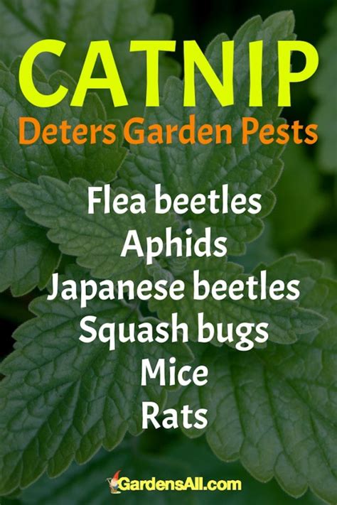Consider Growing Catnip For People Another Herb With Great Benefits