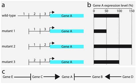 Solved A Genomic Structure Of Gene A 1 3 Represent Different Non