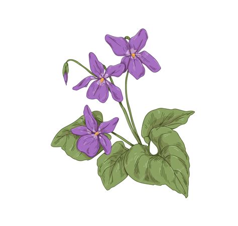 Premium Vector English Common Wood Violet Garden Blossomed Flower