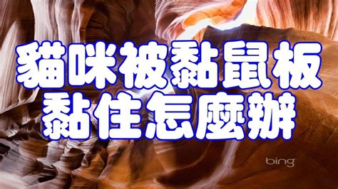 貓咪被黏鼠板黏住怎麼辦 Youtube