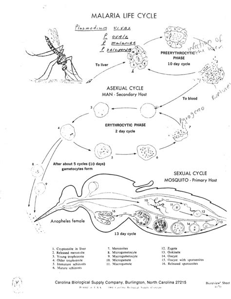 Malaria Life Cycle Diagram Quizlet Malaria Life Cycle Diagram Quizlet