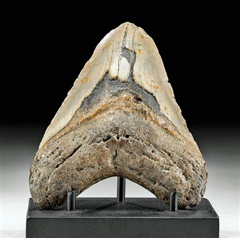 Large Fossilized Megalodon Tooth 5 Barnebys
