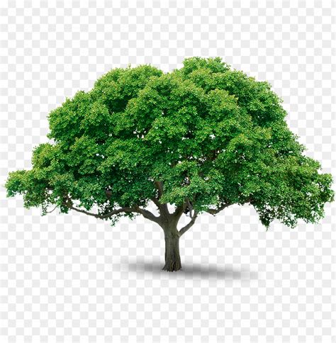 Png Trees For Photoshop 32 Images Of Top Tree Png
