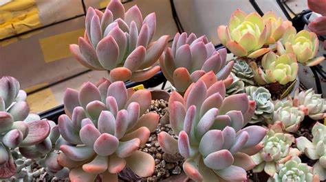 많은 비를 맞은 다육이들 색감을 유지하고 있어요 롤리폴리가 너무 이쁜색으로 물들었어요~~~~~~💕 Youtube