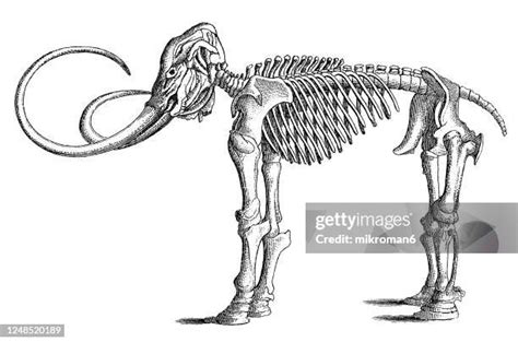 Woolly Mammoth Skeleton Photos And Premium High Res Pictures Getty Images