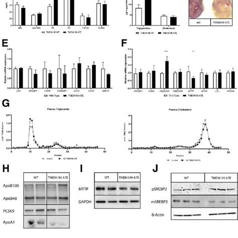 Primer Sequences Used For Qpcr Mouse Cholesterol Metabolism Qpcr Primers Download Scientific