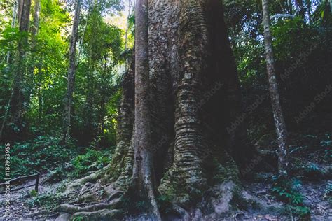 The Big Mersawa Tree In King Taksin National Park At Thailand Anisoptera Costata Mersawa