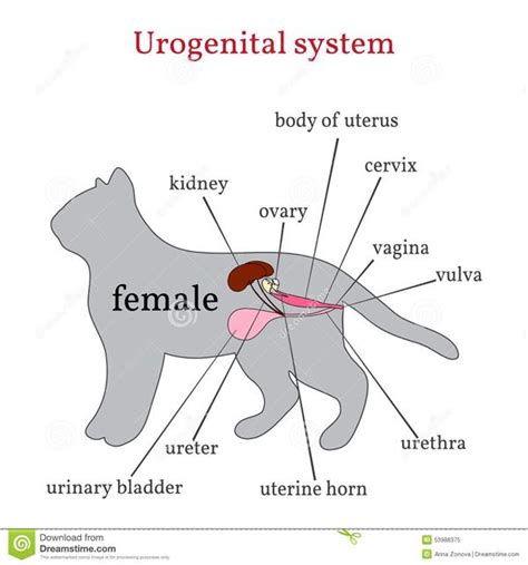 Male Cat Reproductive Anatomy Diagram