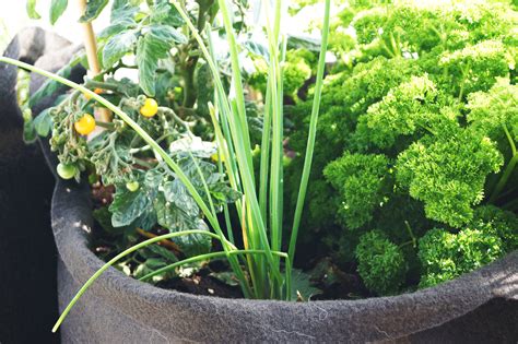 Les Smart Pots Les Urbainculteurs
