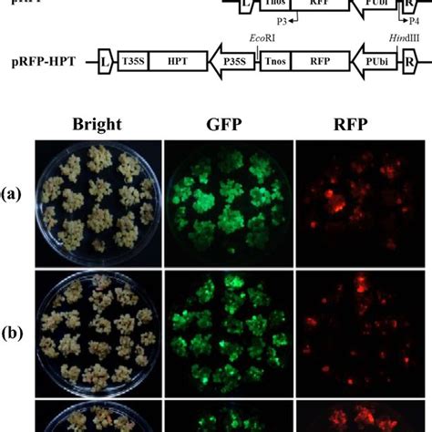Binary Vectors For Agrobacterium Mediated Co Transformation Of Rice Download Scientific