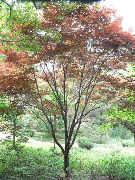 녹색을 창조하는 한국조경수협회