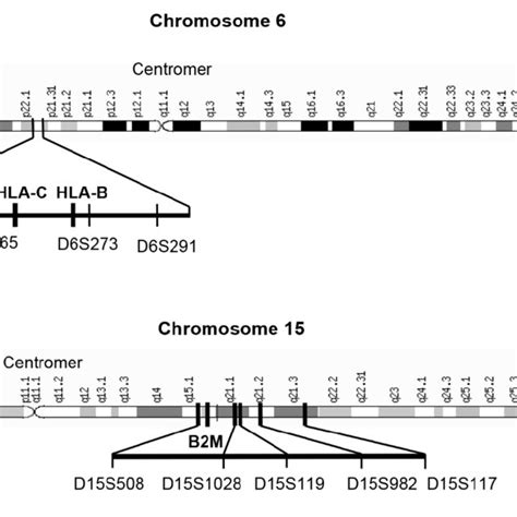 Chromosomal Localization Of The Microsatellite Markers Localization Of