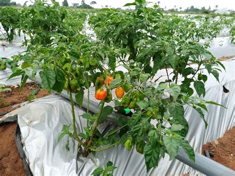 Paschal Nnaemeka Crop Sci On Linkedin Ensuringfoodsecurity Paschalfarmsinternational