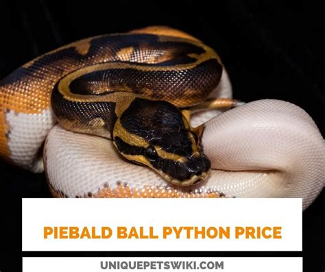 Piebald Ball Python Price Prices At 7 Popular Online Stores