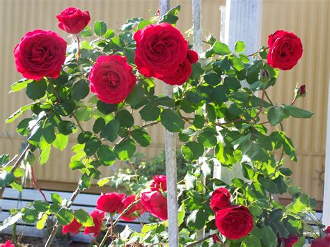 Эрик Таберли Роза Плетистая Фото И Описание – Telegraph